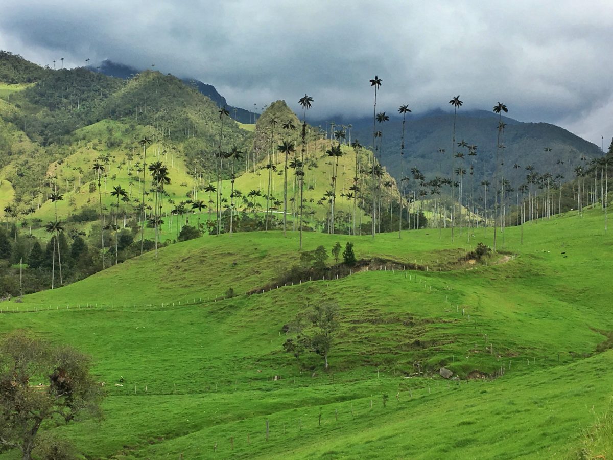 WAX PALMS TOWERING INTO THE SKY - VALLE DE COCORA - SALENTO - COLOMBIA ...